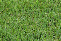 Turf Grasses - A&A Stone and Masonry